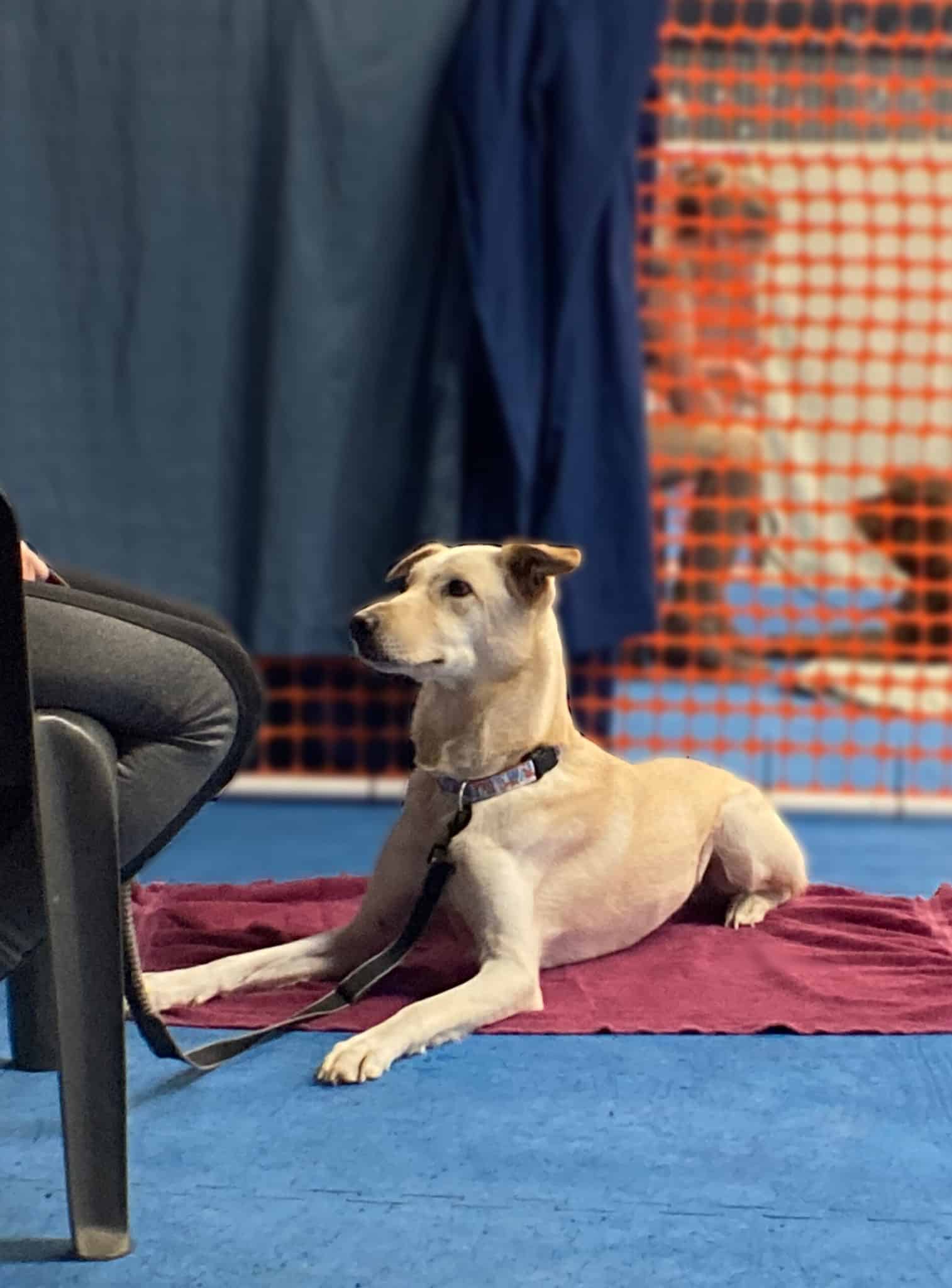 Control Unleashed - In Good Paws Dog Training