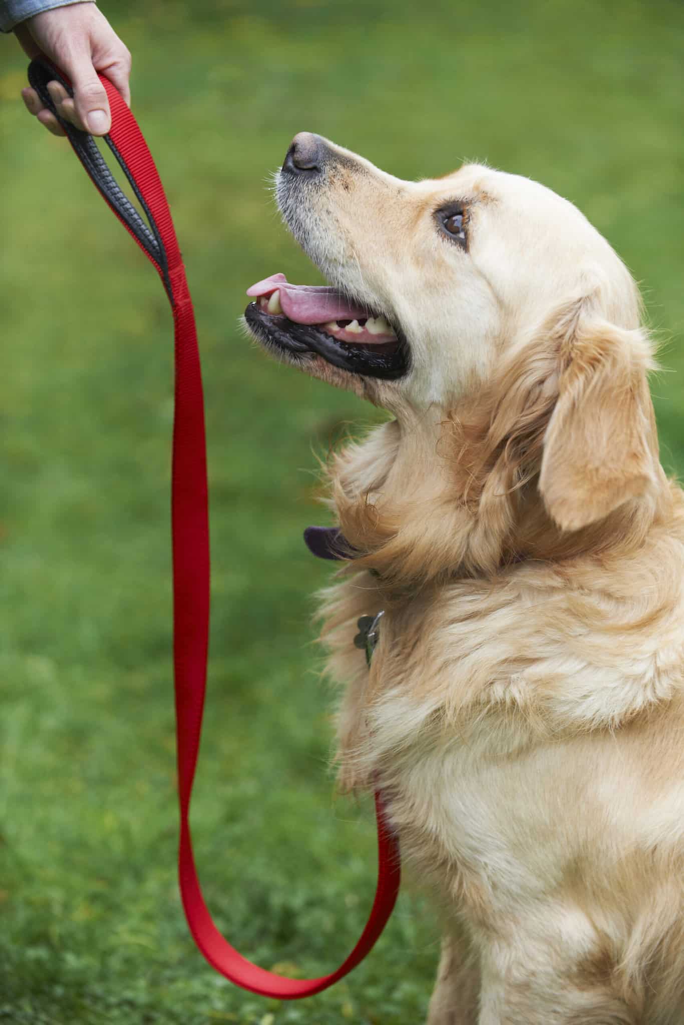 Private Dog Training In Good Paws Dog Training Private Dog Training In Good Paws Dog Training